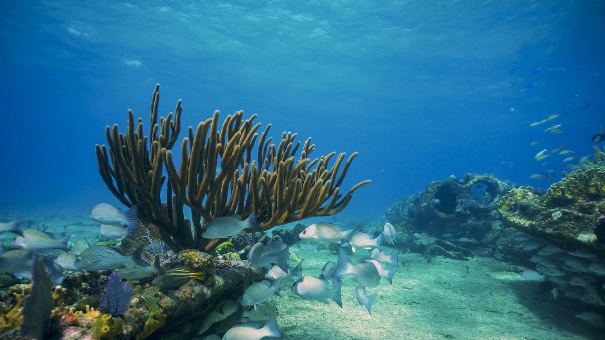 해양 보호 - 바다를 구해주세요 | PADI